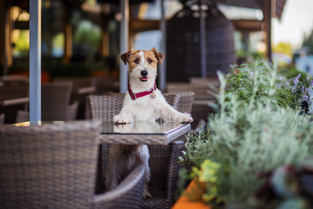 Dog Café in Haralur, Bangalore | Relaxing & Pet-Friendly - Pups N Cups