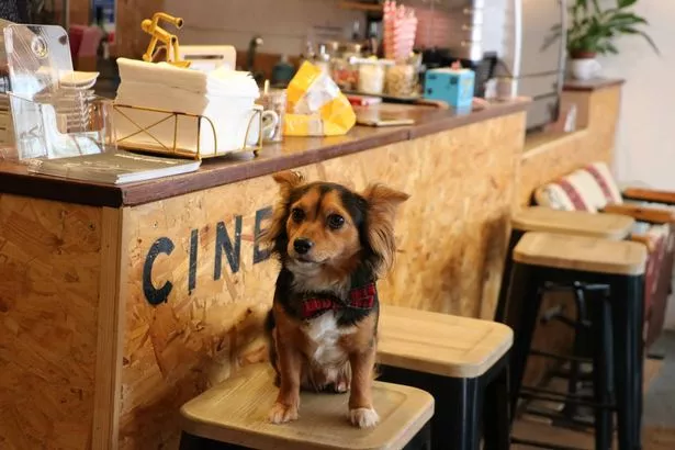 Facility Tour | Pups N Cups - Explore Our Pet Care Amenities