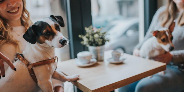 Dog Café in Haralur, Bangalore | Relaxing & Pet-Friendly - Pups N Cups